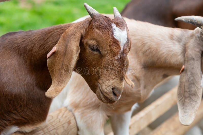 Boer goat stock image. Image of close, livestock, rare - 336075081