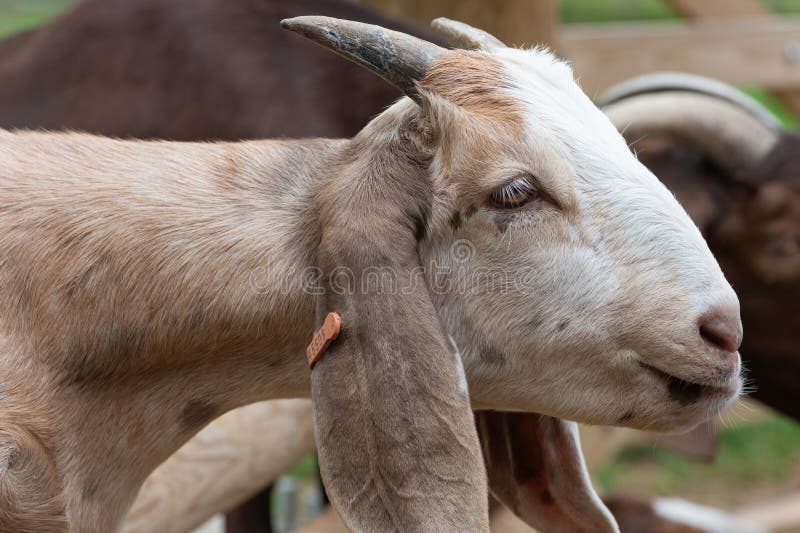Boer goat stock photo. Image of close, goat, agriculture - 336075550