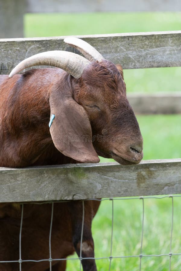 Boer goat stock photo. Image of fauna, portrait, outdoors - 336079062