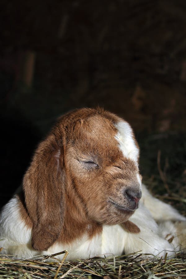 Boer Goat Kid Napping in the Barn Stock Photo - Image of young, african ...