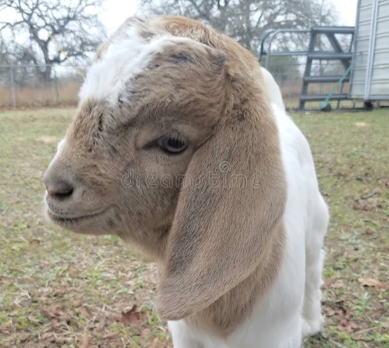 Boer goat kid stock photo. Image of boer, young, male - 138367014