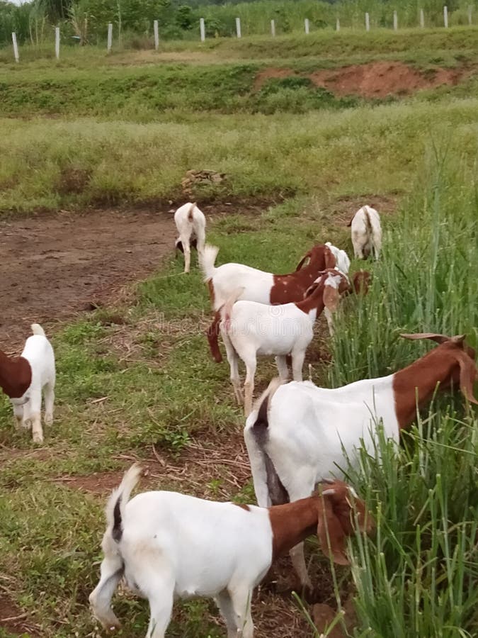 Boer goat stock photo. Image of field, pasture, mammal - 239818996