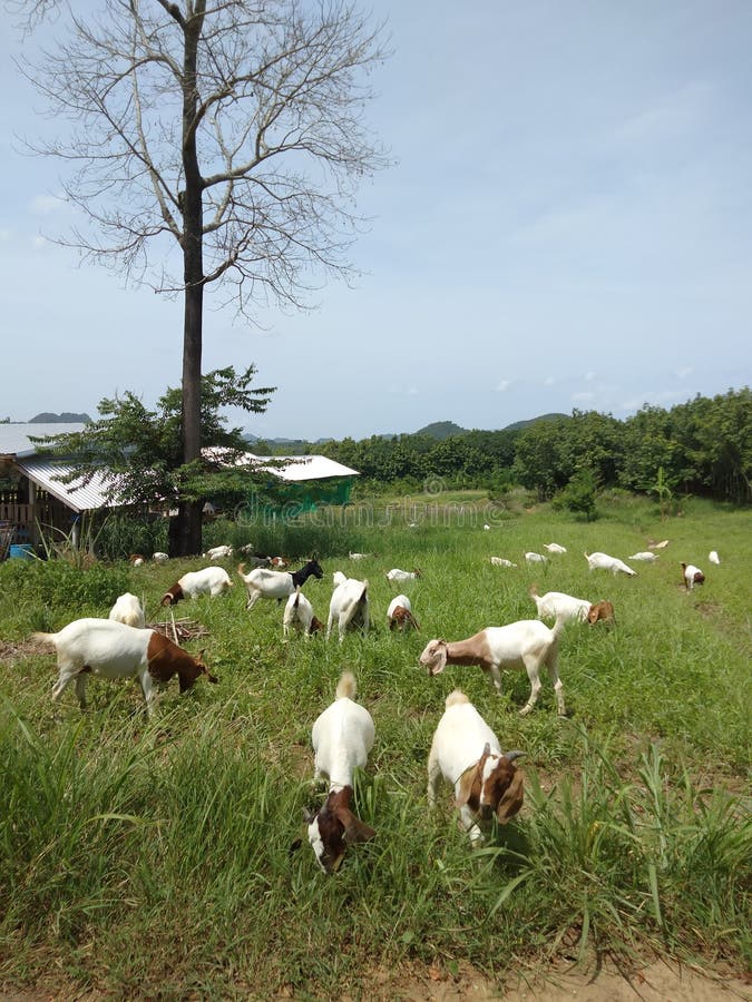 Goat herding stock photo. Image of sheep, field, cattle - 239819068