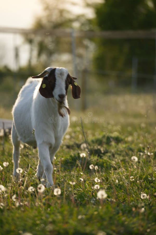 Boer Goat Walking in a Green Grassy Field Stock Image - Image of goat ...