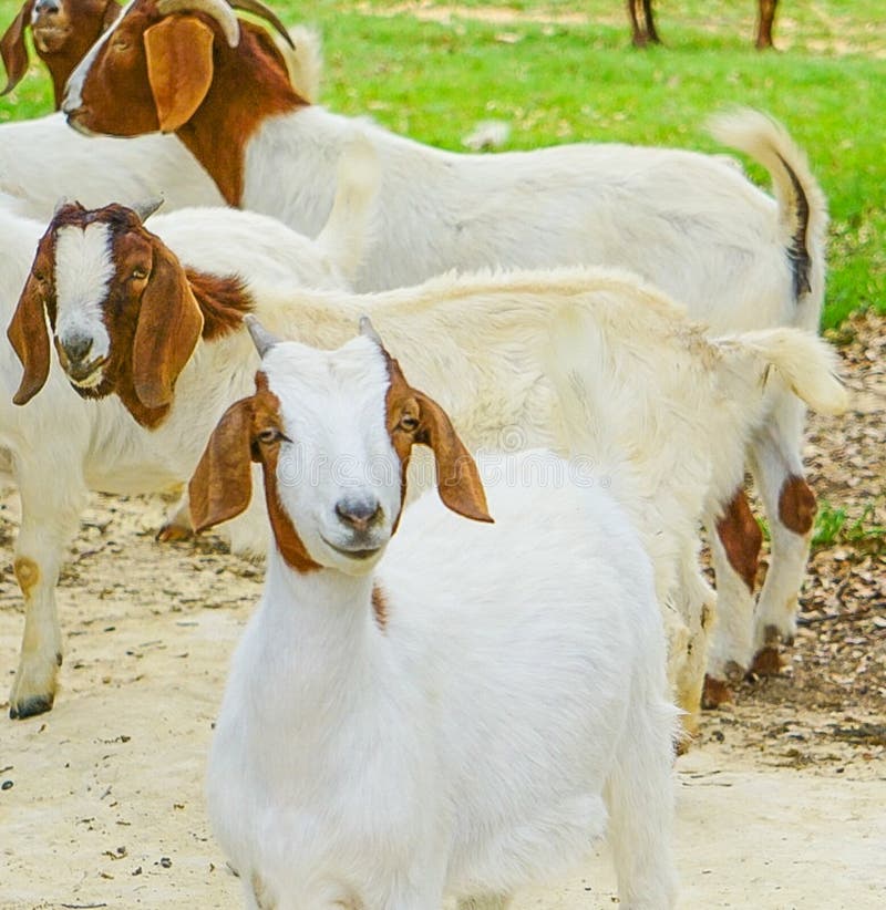 Boer Goats on a farm stock photo. Image of horns, farmer - 117480616