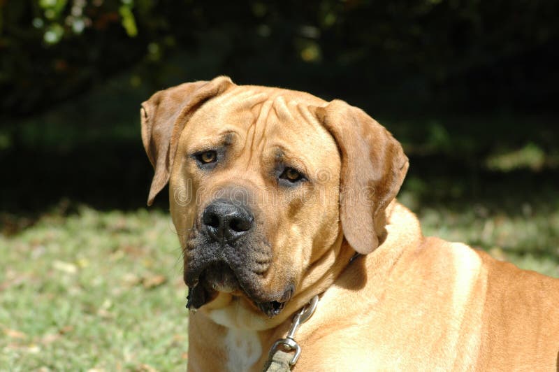 Ridgeback and Boerboel Dogs Stock Image - Image of expression, head ...
