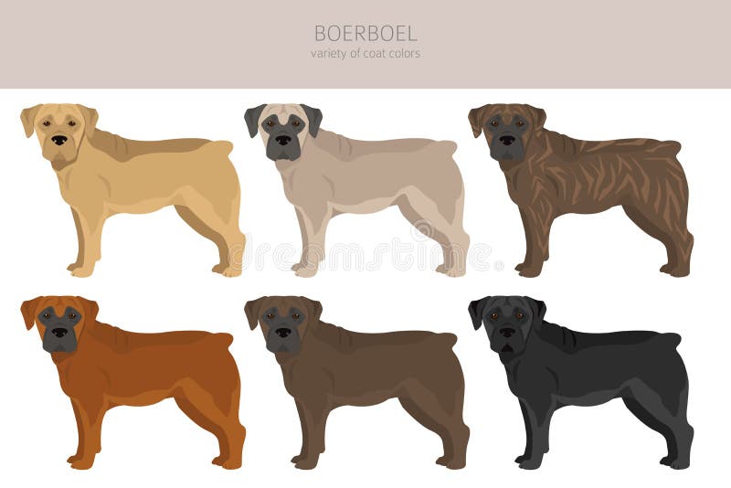 Boerboel Clipart. Different Coat Colors and Poses Set Stock Vector ...