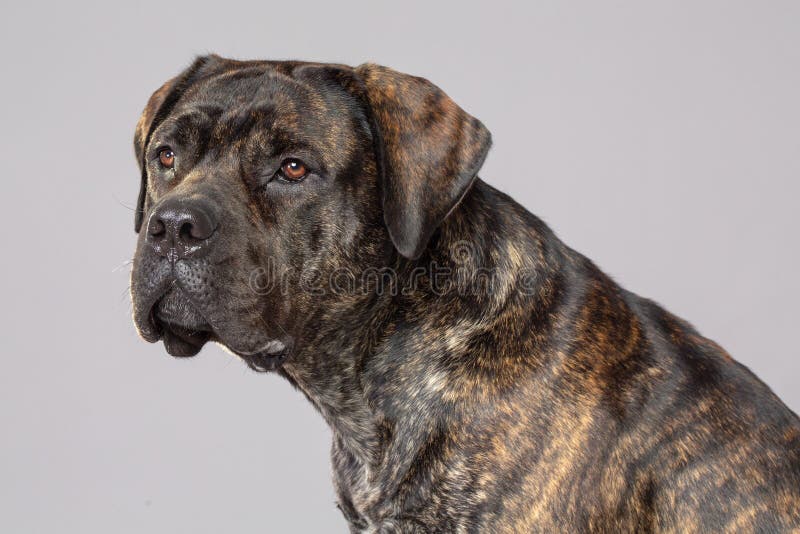 Are Boerboels Intelligent Dogs