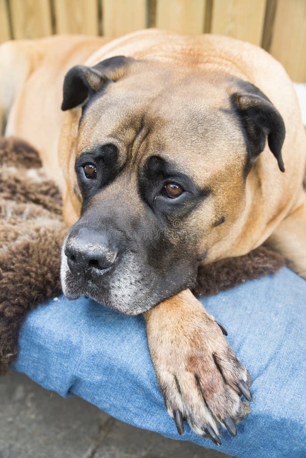 Boerboel-Hund stockfoto. Bild von ergeben, rein, wildnis - 33702114