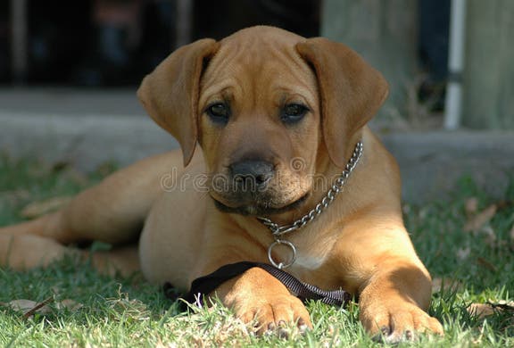 Boerboel puppy stock image. Image of breed, canines, canine - 1089541