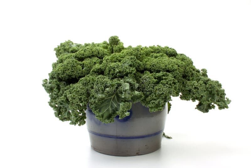 Boerenkool in een pot stock foto. Image of gezond, kool - 17362326