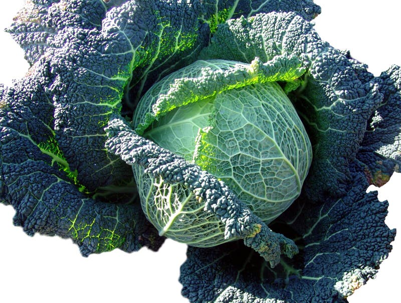 Boerenkool - Savooiekool stock foto. Image of geïsoleerd - 11266788