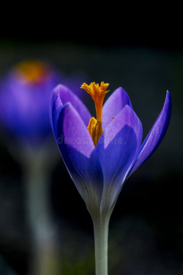 Boerenkrokus, Early Crocus, Crocus Tomassinianus Stock Image - Image of ...