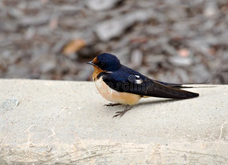 Boerenzwaluw stock afbeelding. Image of ornithologie, veren - 3040457