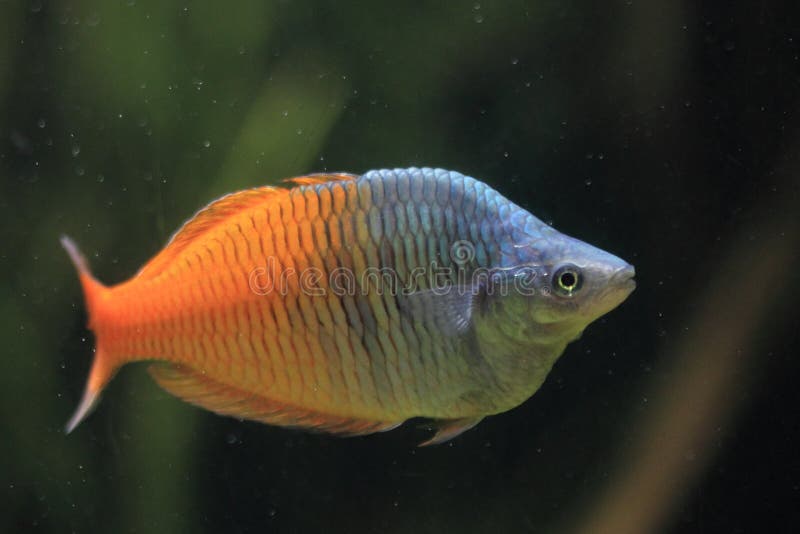 Boeseman S Rainbowfish Melanotaenia Boesemani Tropical Aquarium Fish ...