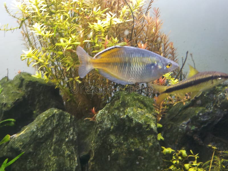 Boesemani Rainbow Fish. Rainbow Fish Female from Genus Melanotaenia in ...