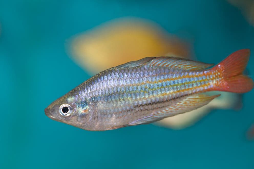 Boesman s rainbow fish stock photo. Image of nature, aquarium - 7237040