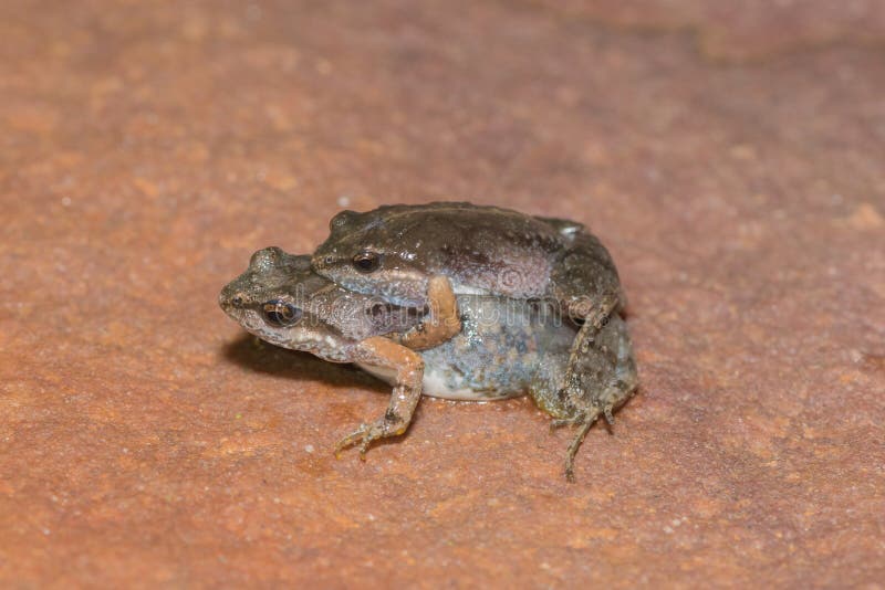 Common Caco Stock Photos - Free & Royalty-Free Stock Photos from Dreamstime