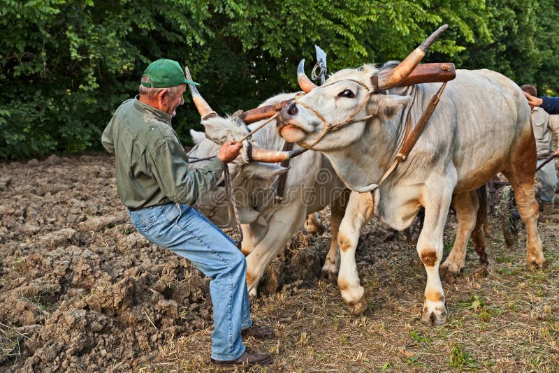 Labourage avec des boeuf photo stock. Image du ferme - 19967364