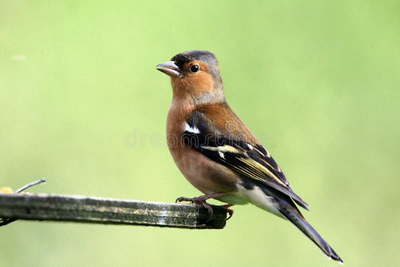 Bofink. fotografering för bildbyråer. Bild av vild, bofink - 30263509