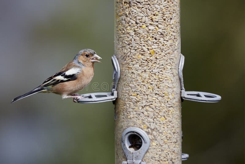 Bofink arkivfoto. Bild av matning, sjaskig, natur, förlagematare - 78264562