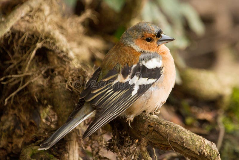 Bofink Foton - Download 3,476 Royalty Free Photos