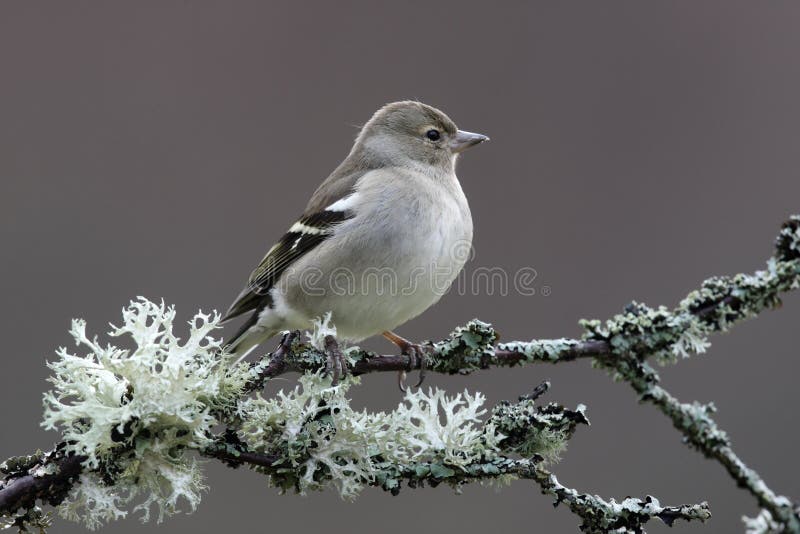Bofink Fringillacoelebs fotografering för bildbyråer. Bild av djurliv ...