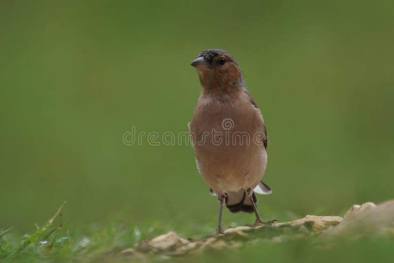 Bofink & X28; Fringillacoelebs& X29; Fotografering för Bildbyråer ...