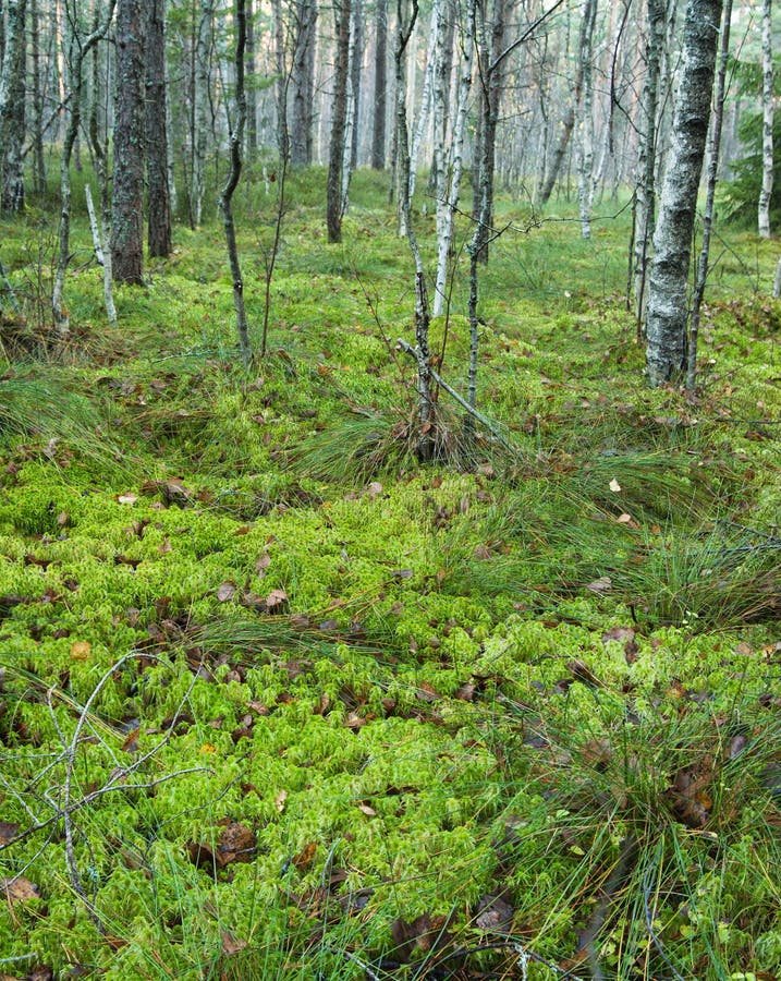 Bog stock photo. Image of forward, murky, green, wood - 21947724