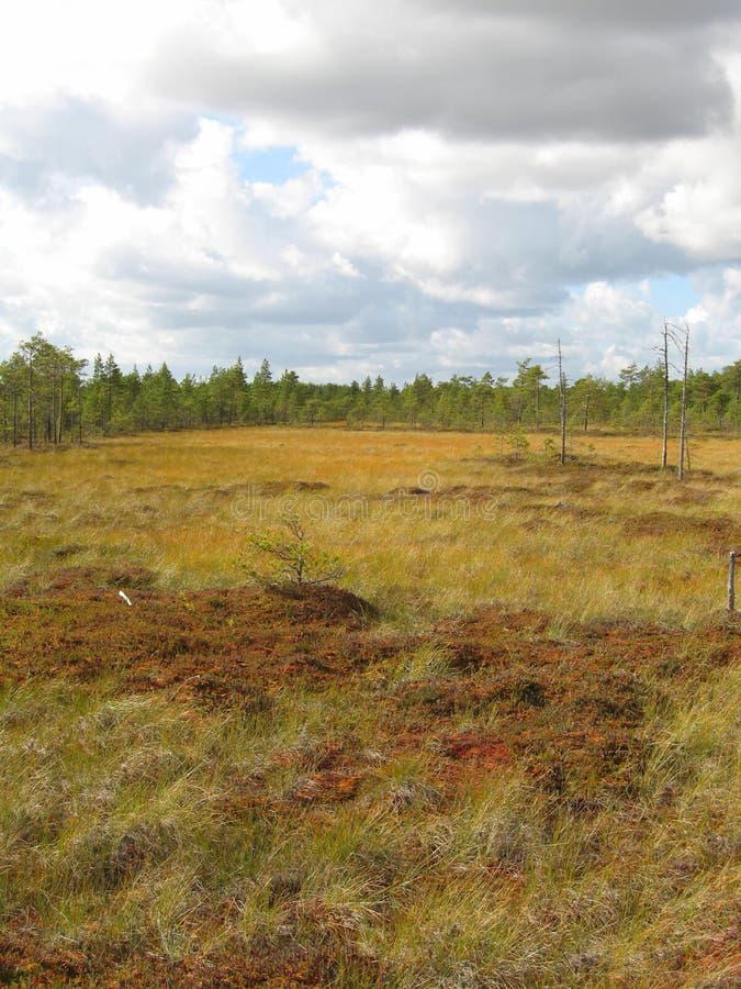Bog stock photo. Image of path, trail, finland, grass - 3456020