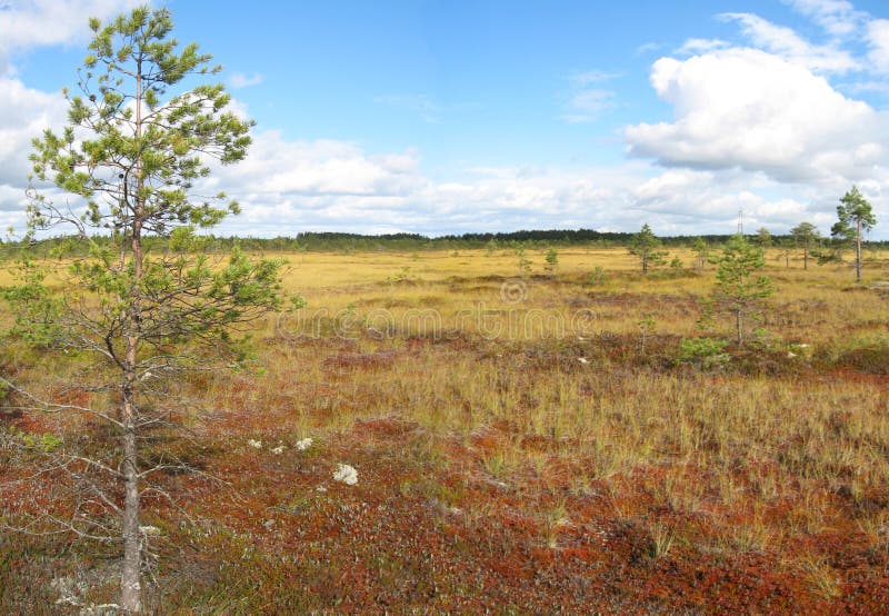 Bog stock image. Image of wetland, wilderness, trail, brown - 5041519