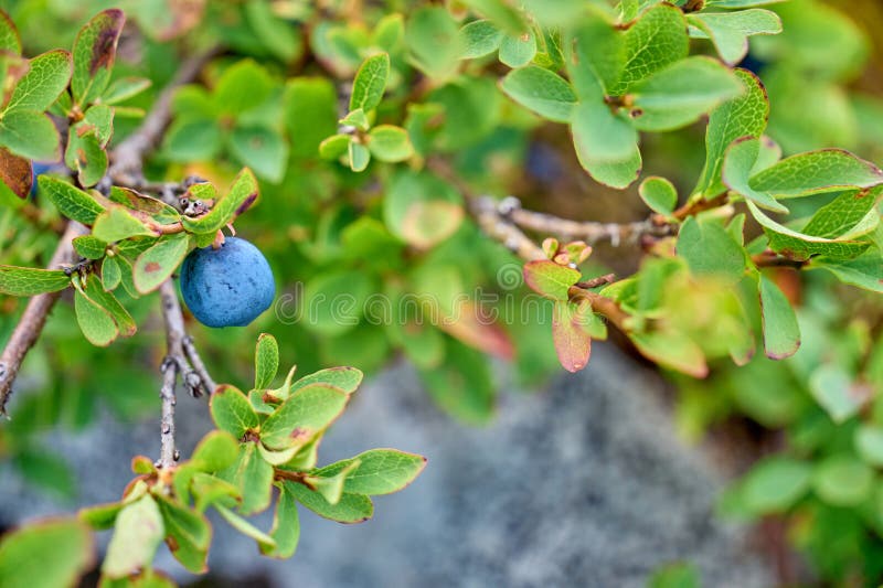Bog Blueberry, Typical Flora from the Swiss Alps Stock Photo - Image of ...