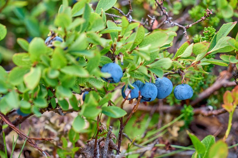 Bog Blueberry, Typical Flora from the Swiss Alps Stock Photo - Image of ...