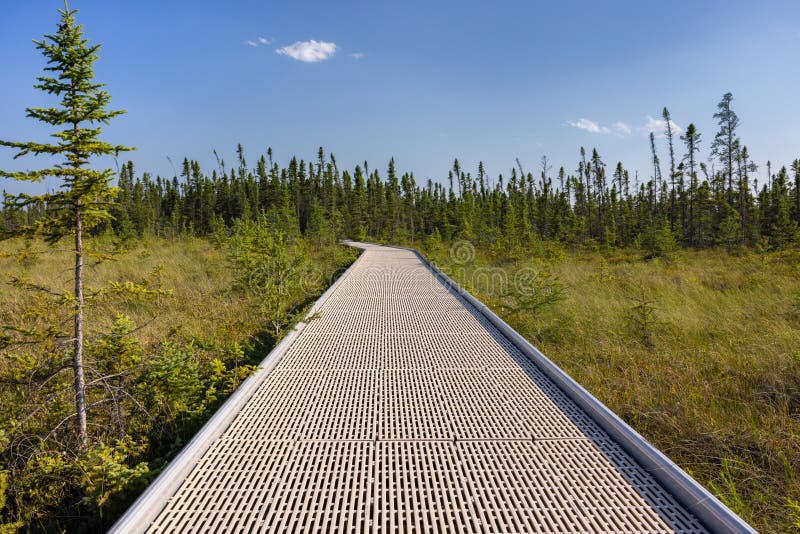 Bog Boardwalk Hiking Trail stock photo. Image of jackpine - 226520848