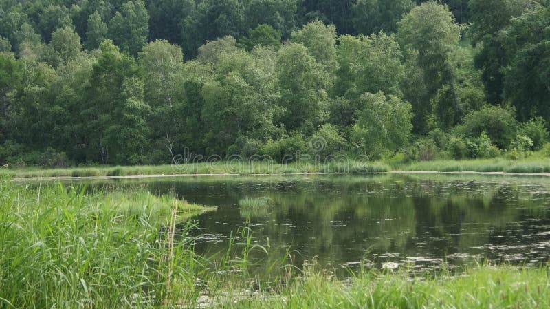 Bog with canes stock photo. Image of surface, reservoir - 73634746