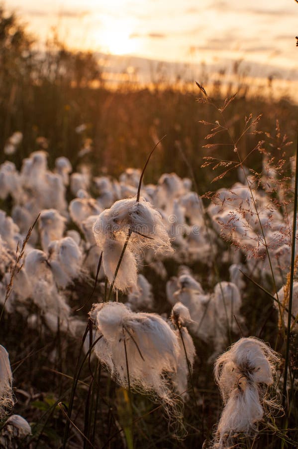 Arctic Cotton Grass Scene stock photo. Image of grass - 3857934