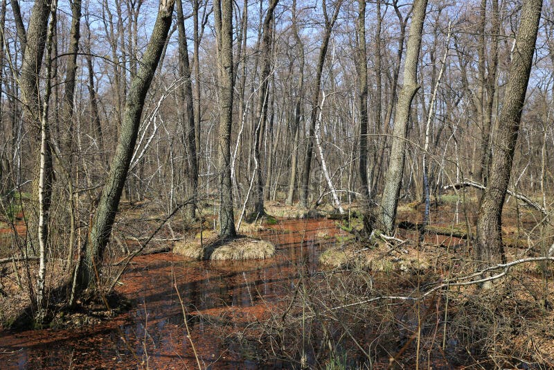 Bog in deep forest stock photo. Image of grass, park - 144289066