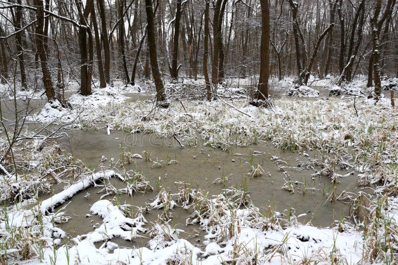 Bog in Deep Forest Under Snow Stock Photo - Image of clean, tranquil ...