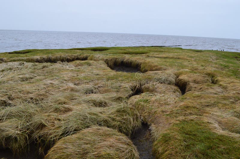 Bog in Denmark stock photo. Image of wetland, denmark - 93119066