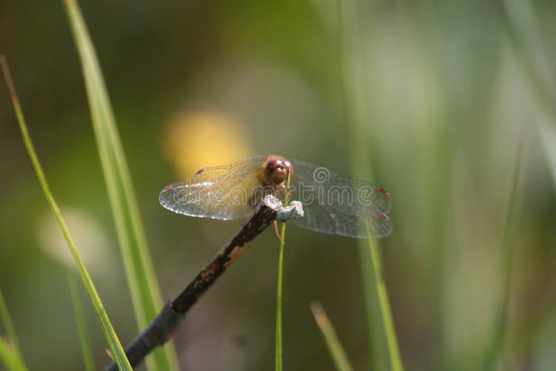 Bog Dragon stock image. Image of plant, branch, wing - 11759209