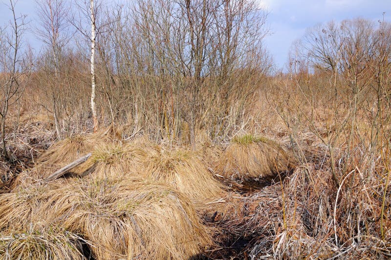 Bog in the early spring stock image. Image of landscape - 69819955