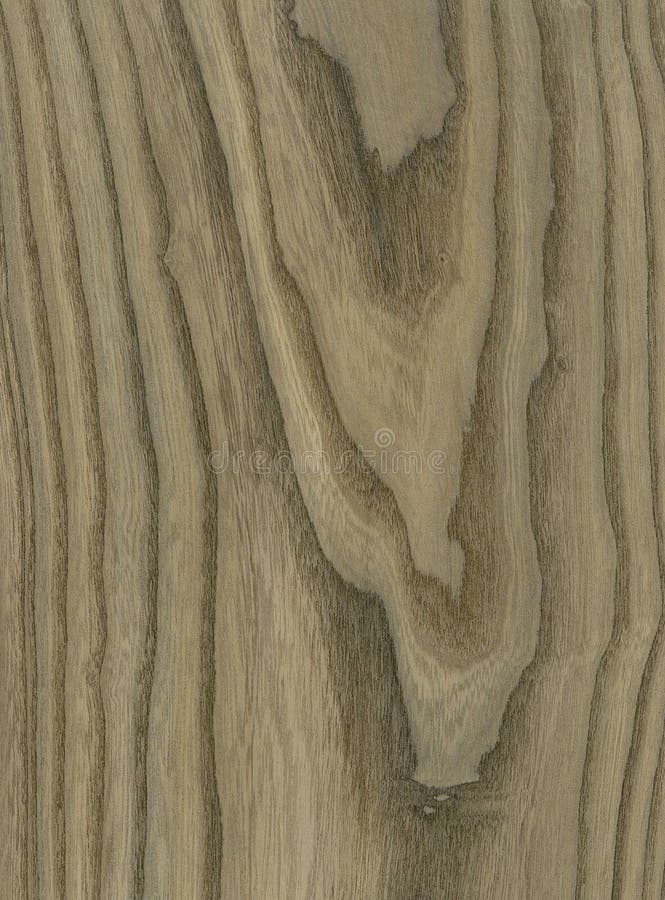 Bog Elm Wood Veneer Texture Stock Photo - Image of tree, carpentry ...