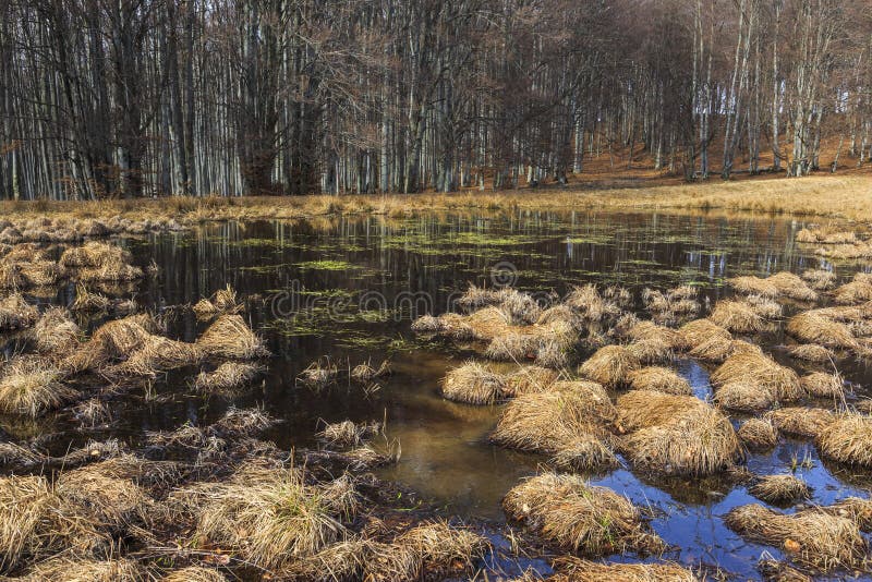 Bog and Flooded Spring Forest Stock Image - Image of countryside ...