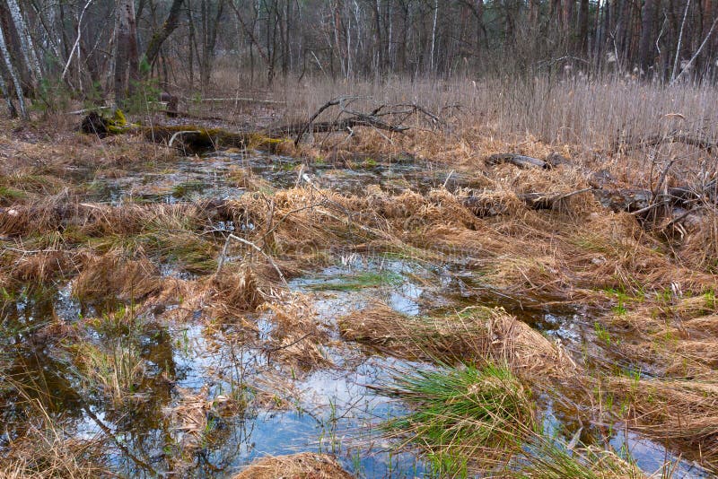 Bog in forest stock image. Image of horizon, color, natural - 29583775