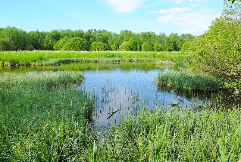 The bog stock image. Image of calm, rural, reeds, lush - 39973853