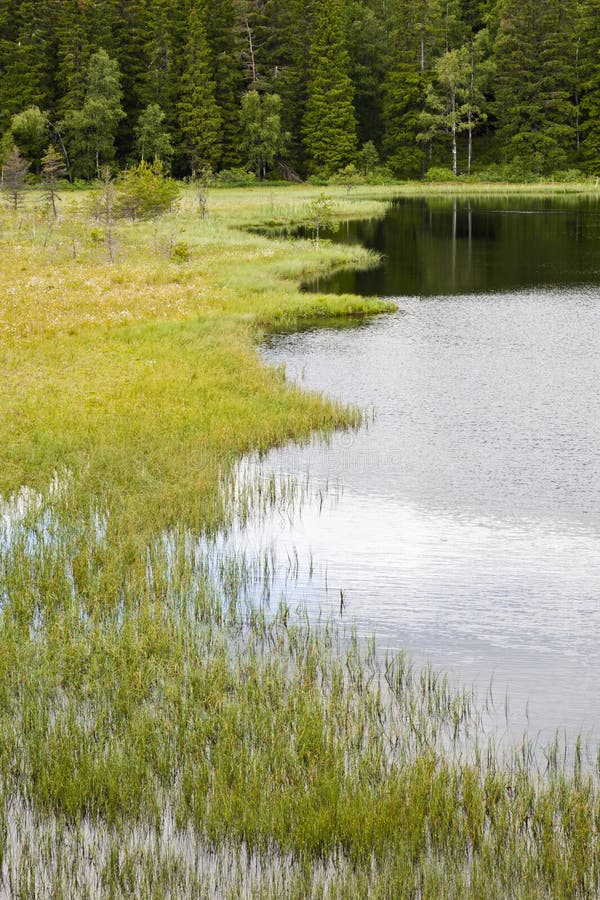 Conifer, Daylight, Evergreen, Forest, Picture. Image: 101909312