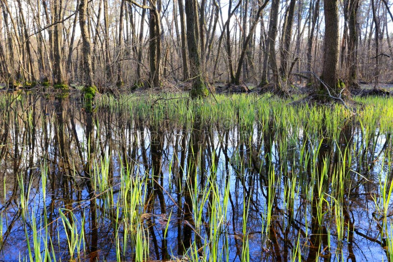 Bog in forest stock photo. Image of countryside, europe - 52464642