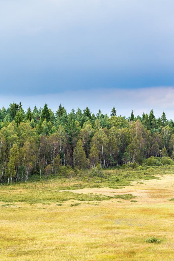 Taiga landscape stock photo. Image of primary, deciduous - 14822394