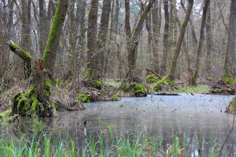 Bog in forest stock photo. Image of scenic, calm, waters - 279616442