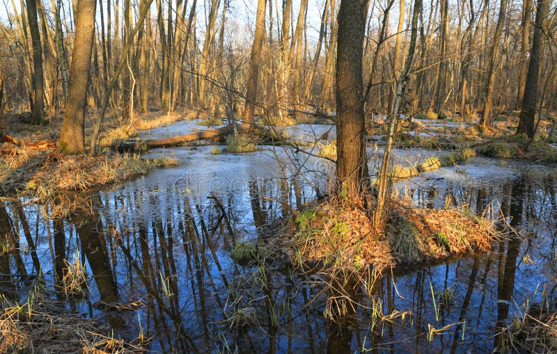 Bog in Forest in Spring Time Stock Image - Image of water, scene: 88598035